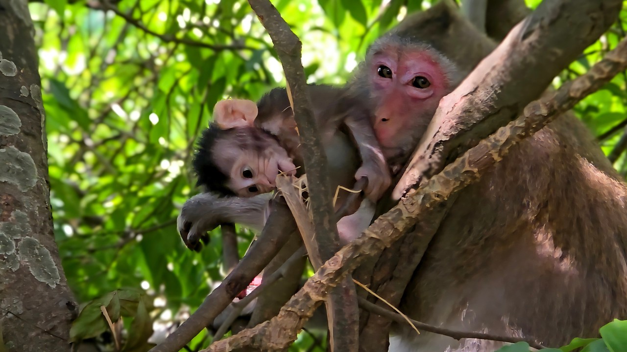 Cute little monkeys happily running on the treetops - YouTube