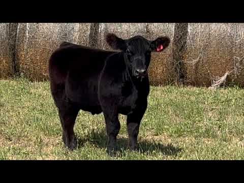 🔥 Lot 21 Steer – Wynn In Doubt Steer That Has It All!