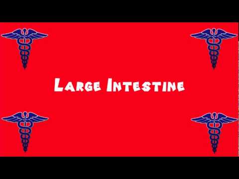 Pronounce Medical Words ― Large Intestine - YouTube