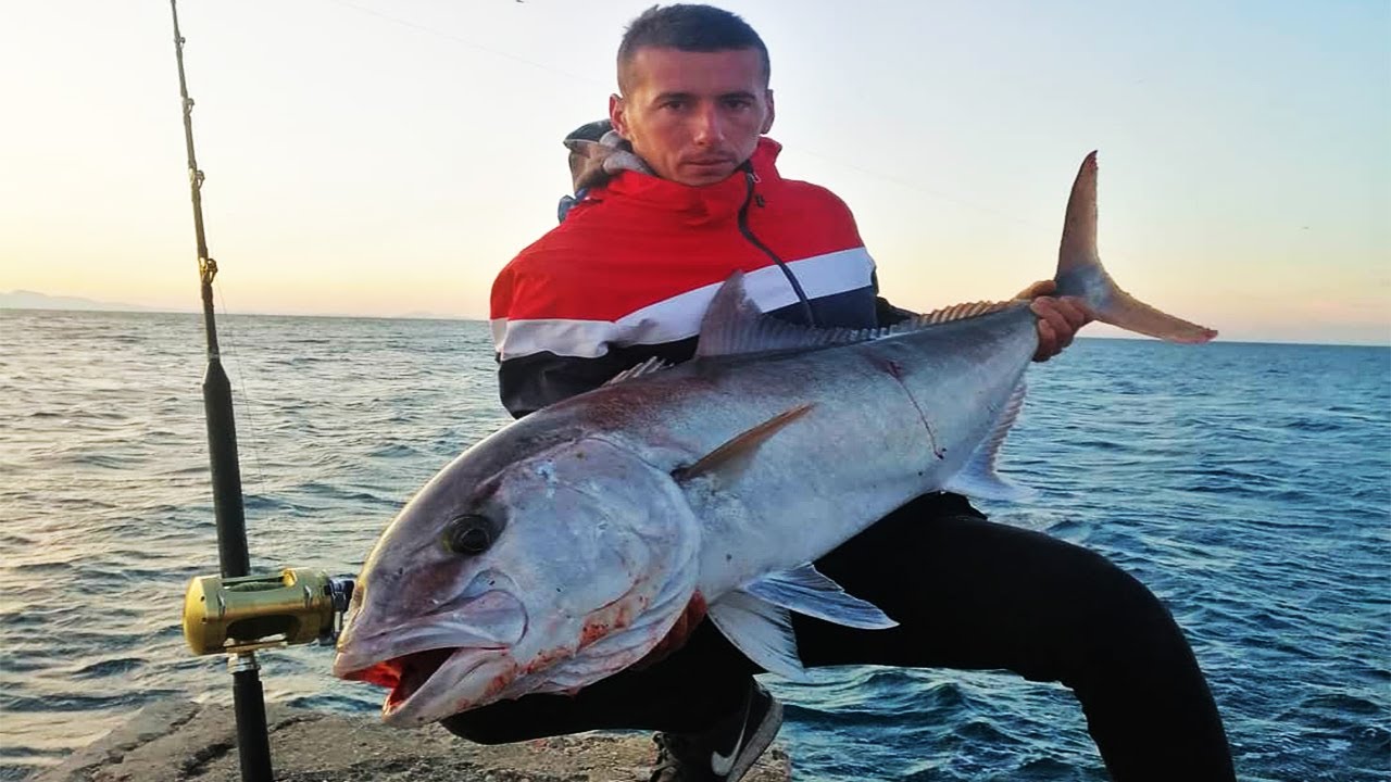 BIG Amberjack on live bait (shore fishing) Ulcinj - Montenegro - YouTube