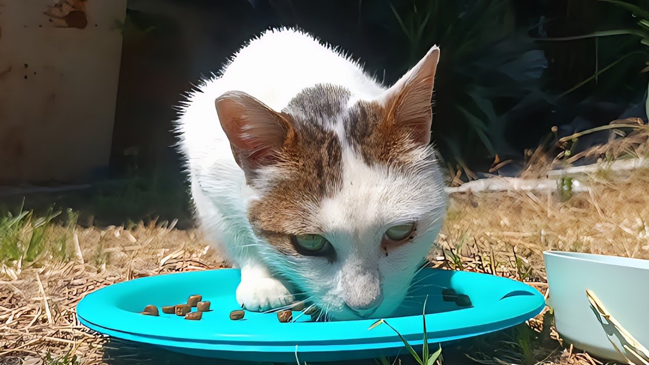 🐱 Feeding a Cute Stray Cat Family: See their Precious faces light up ...