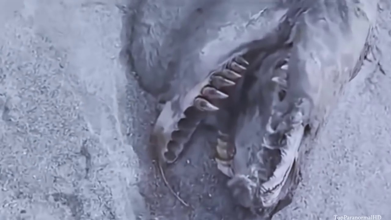 5 Monstruos Gigantes Y Aterradores Captado en Video - YouTube