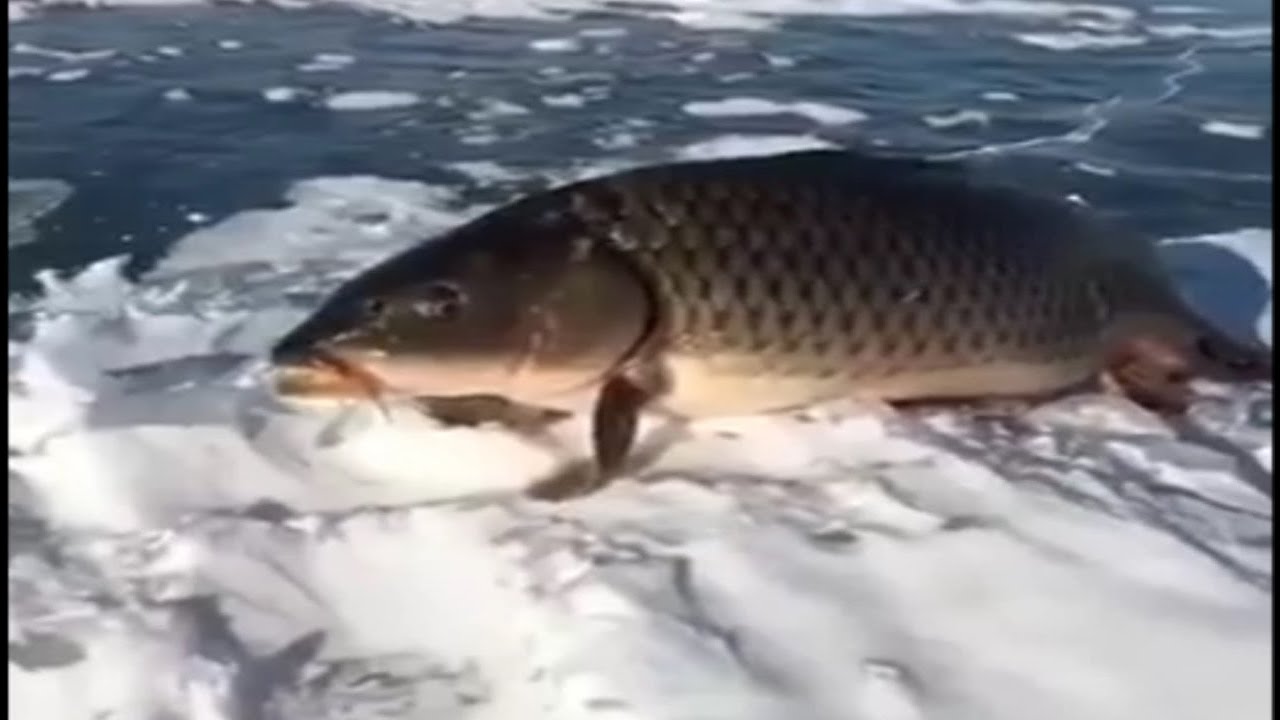 Extraño pez con patas filmado en el hielo ¿Tratando de evolucionar ...