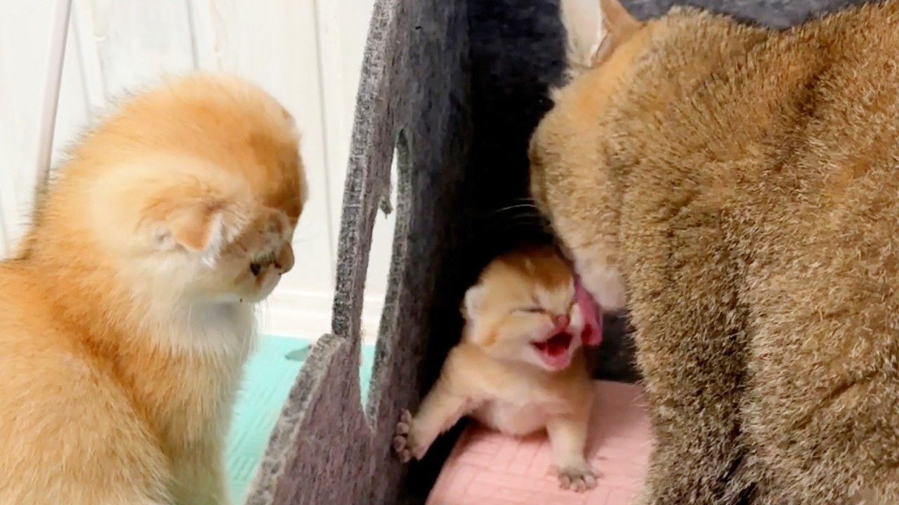 A foster kitten brazenly hits the babies of the mother cat Basya with ...