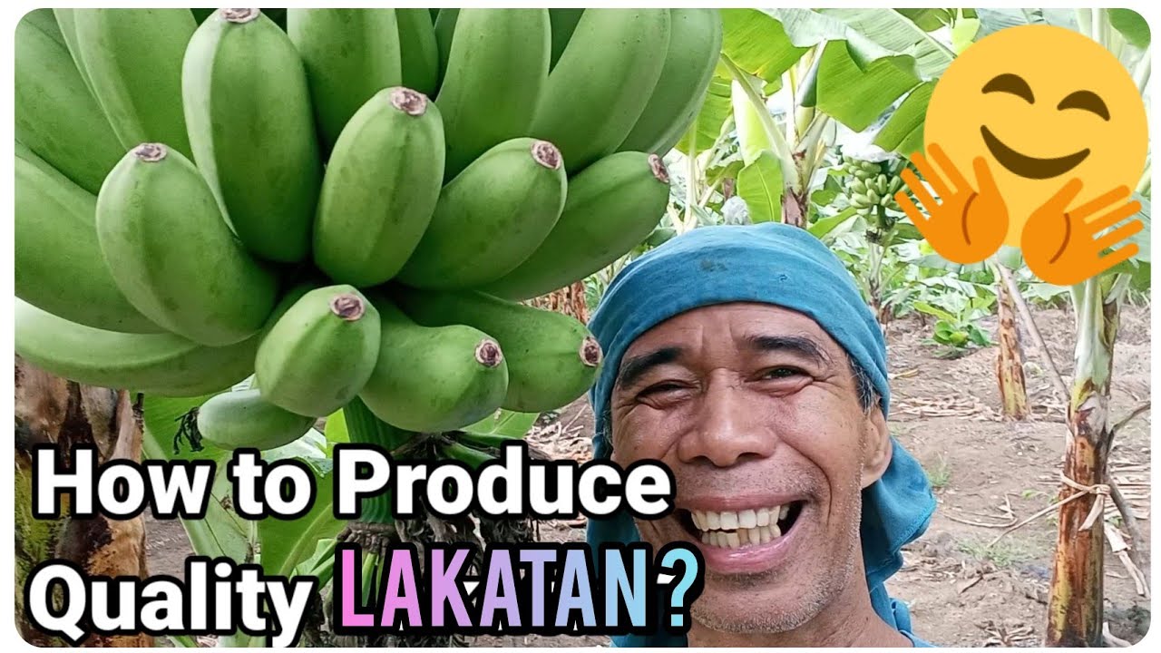 『How to Produce Quality Lakatan Banana?』〘Basic Tips you need to know ...