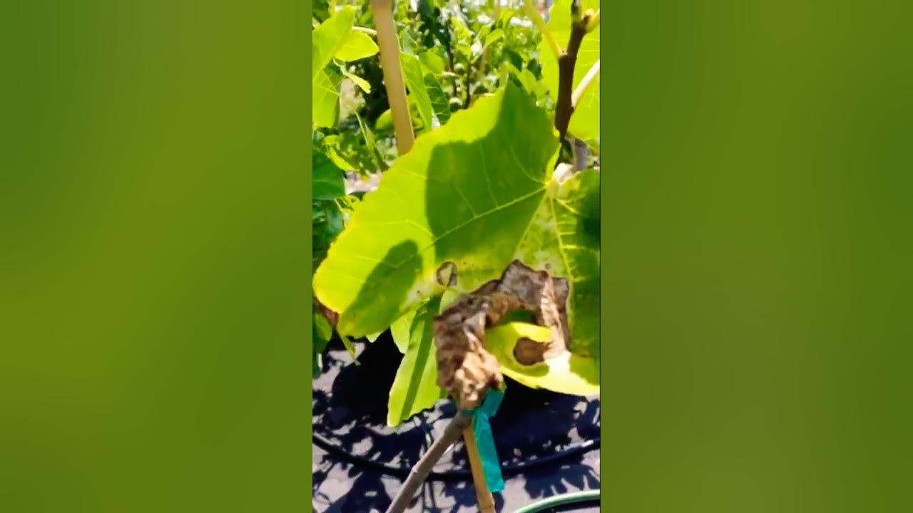 Overwatering & Underwatering Fig Trees #fig #figtree #figboss #gardeningtips #fruittrees - YouTube