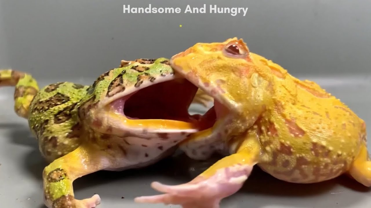 Funny Pacman Frog Fight For Food 🐸 (Frog And Toad) カエルとヒキガエル - YouTube