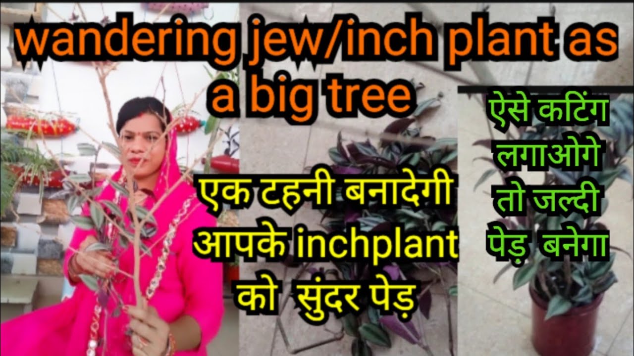 wandering Jew/inch plant ki cutting lagaker bnaya tree yk sukhi branch ...