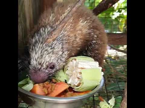 Update on our lil' resident potatoes (porcupines), Spud & Tater ...