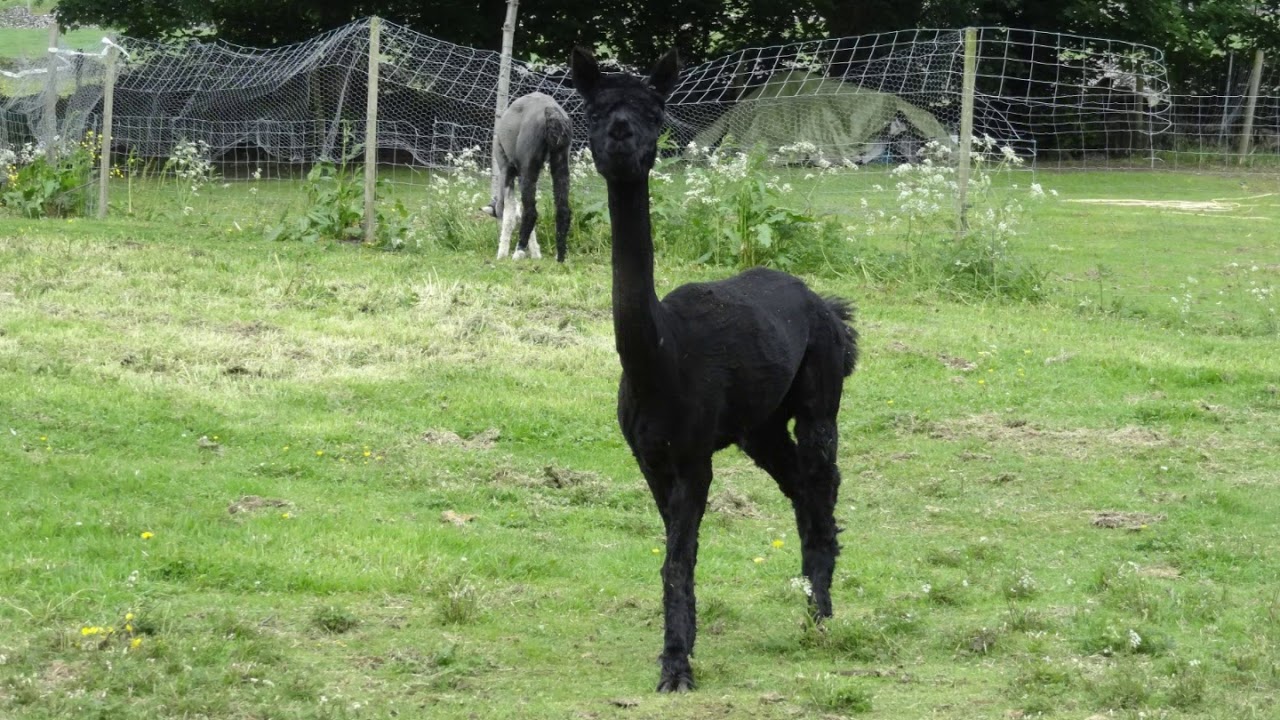 Calver, Coombs Dale walk, Peak District, June 2017 - YouTube