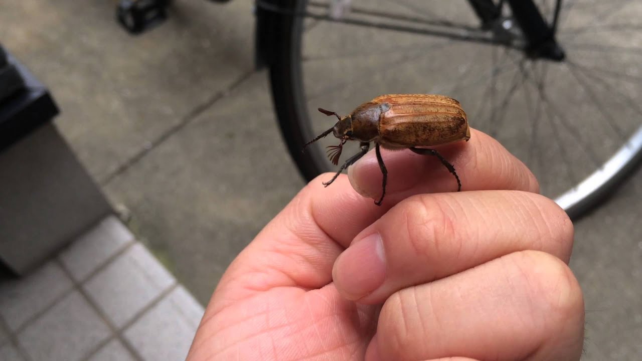 【Japan】Japanese Insect 21 (drone beetle) - YouTube