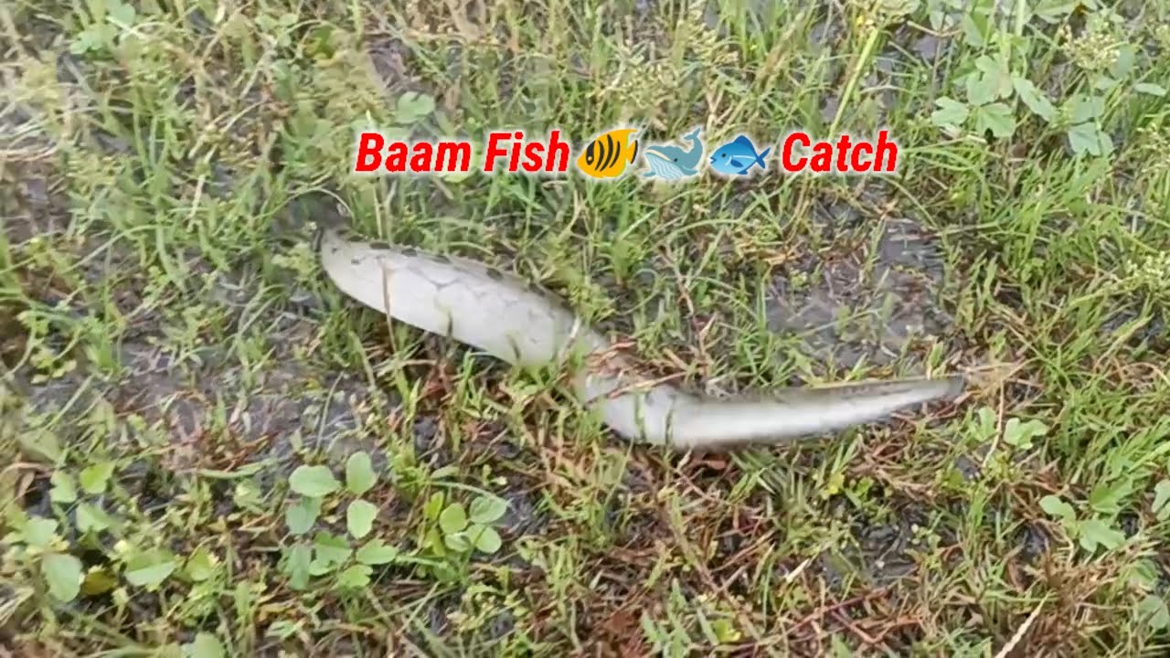 Baam Fish🐠🐋🐟 Fishing Best Fish Baam Fish Catch | Baam Fish Catching ...