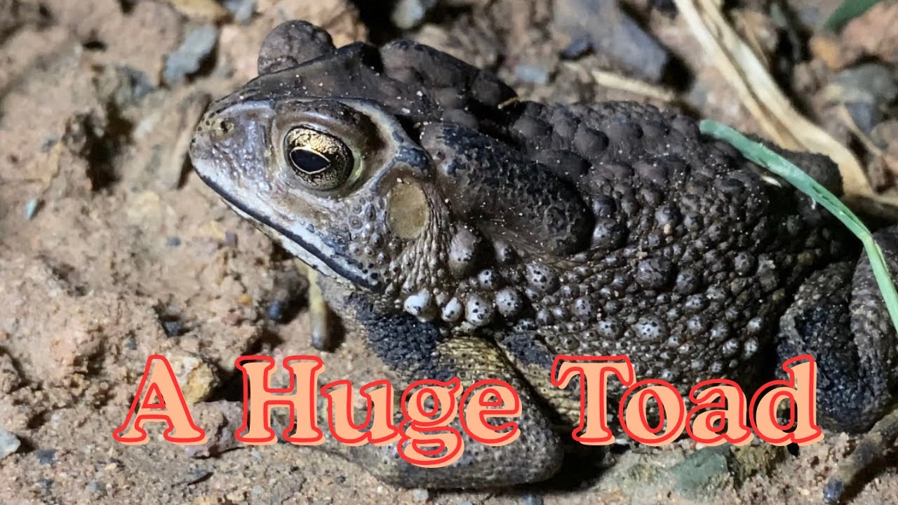 A Huge Toad & A Lovely Snail Come out at Night. @InsectsAnimals - YouTube