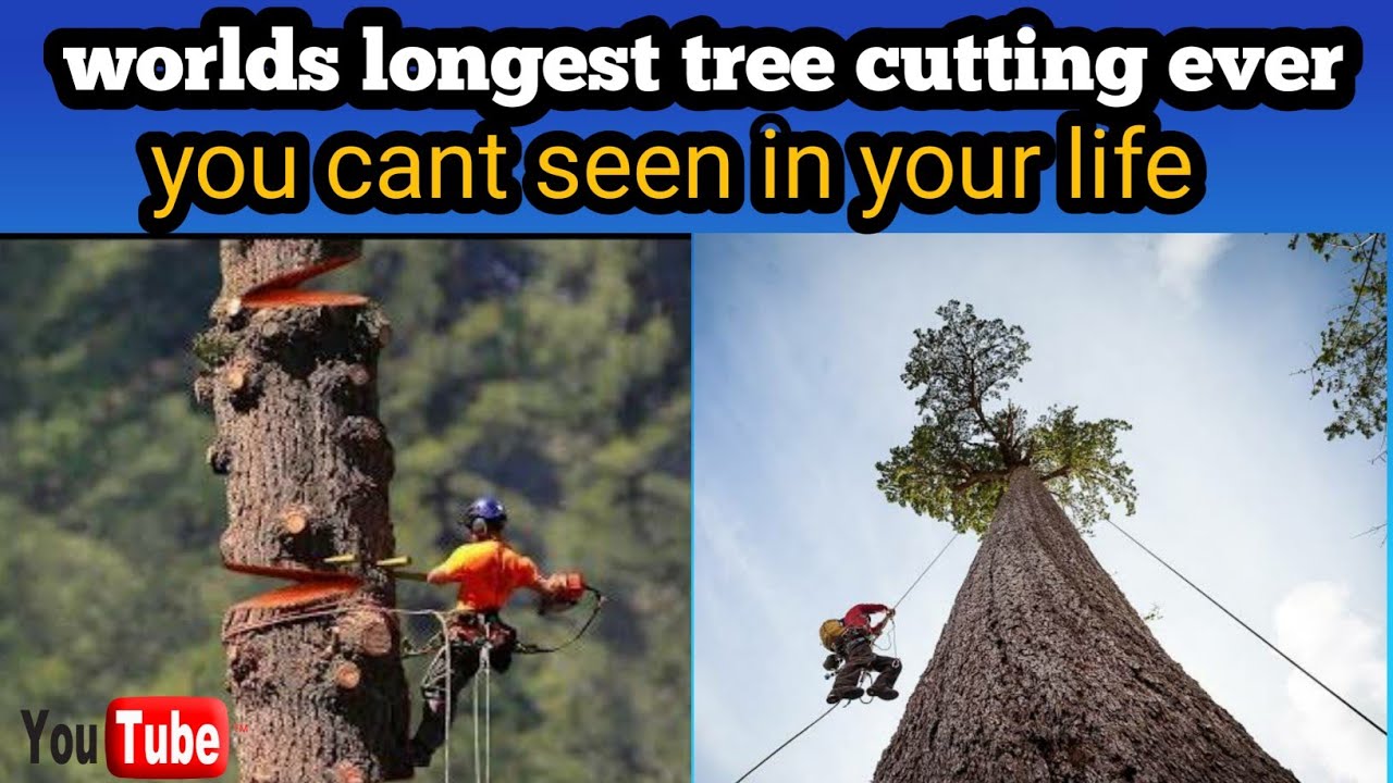 Worlds Highest And Longest Tree Cutting Videos 2020 Dangrous Tree worlds-highest-and-longest-tree-cutting-videos-2020-dangrous-tree