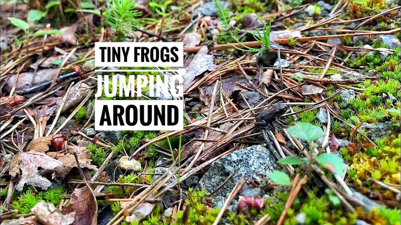 Met A lot of Tiny Frogs in the Norwegian Forrest - YouTube