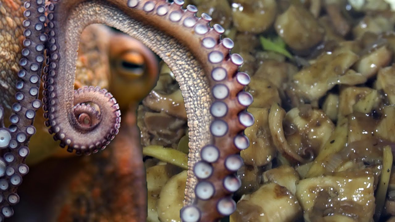 Pugita Recipe Part 2 - YouTube