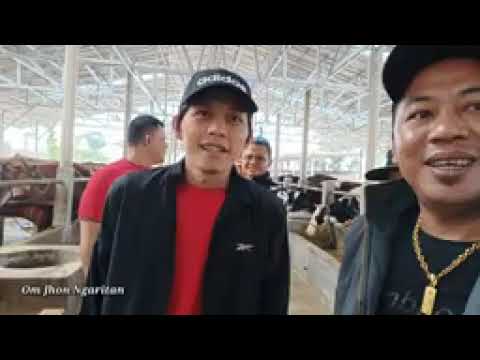 Gus Iqdam berkunjung ke kandang sapi irfai Grup kediri