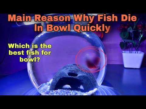 WHY MY FISH DIE SO QUICKLY IN BOWL? HOW TO TAKECARE OF FISH IN BOWL ...