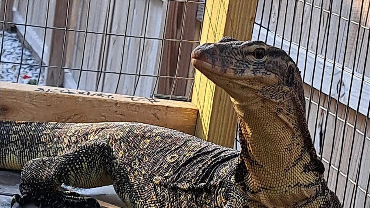 Blue tail monitor, rhino iguana, sulcata tortoise, Asian water monitor ...