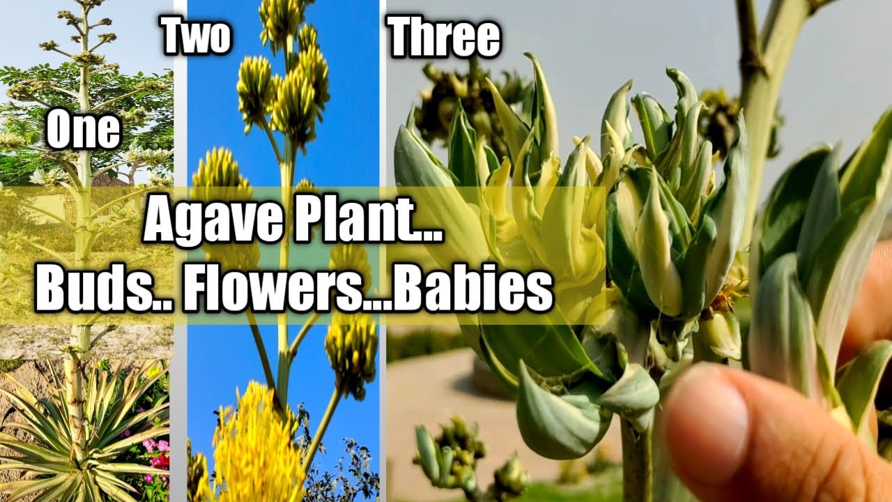Agave flowering stalk | Agave plant life cycle buds flowers babies ...