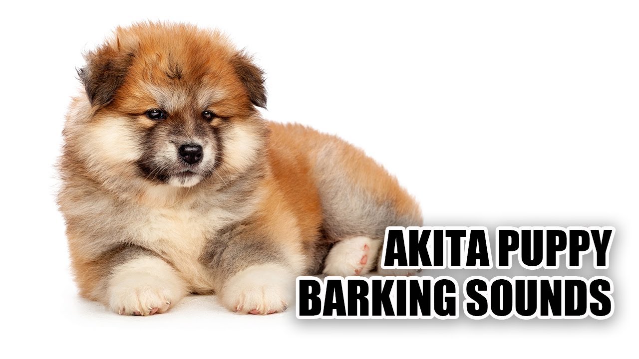 Akita Puppies Barking 🐕 Akita Puppy Sounds 🐶 Puppy Bark - YouTube
