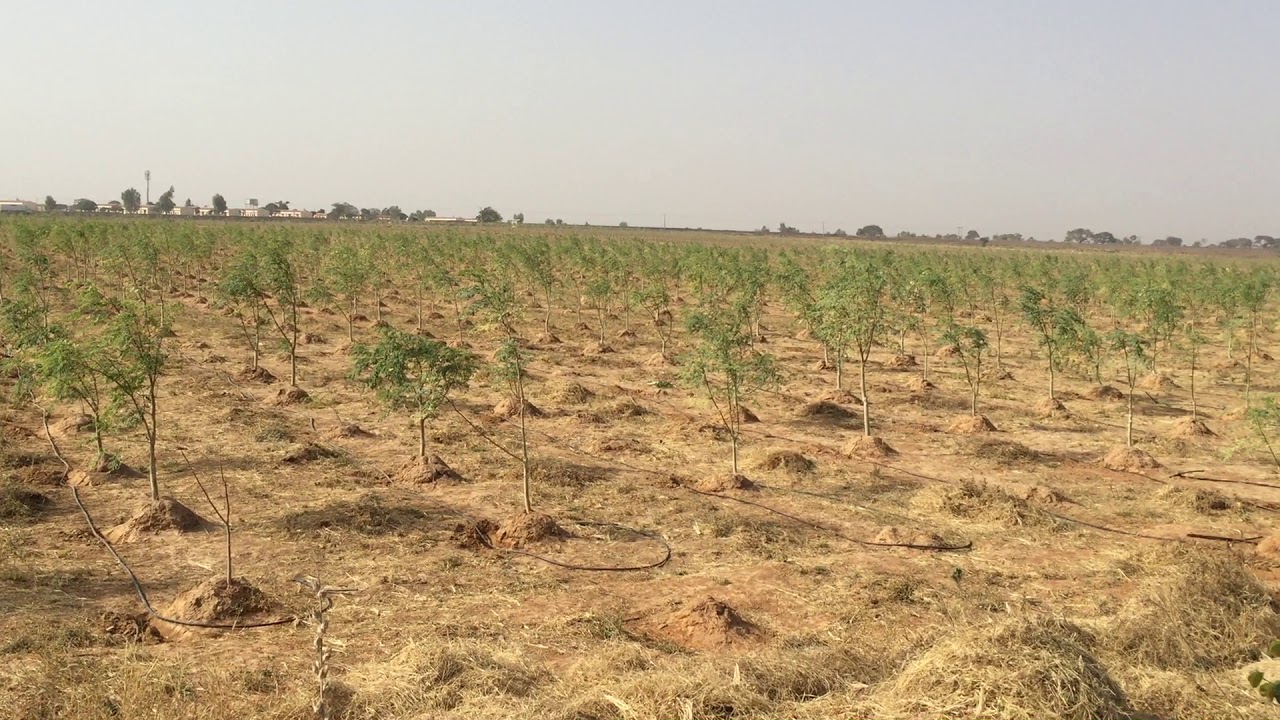 Organic Moringa Farm- Pioneer Sustainable Agriculture, Nigeria, Africa ...
