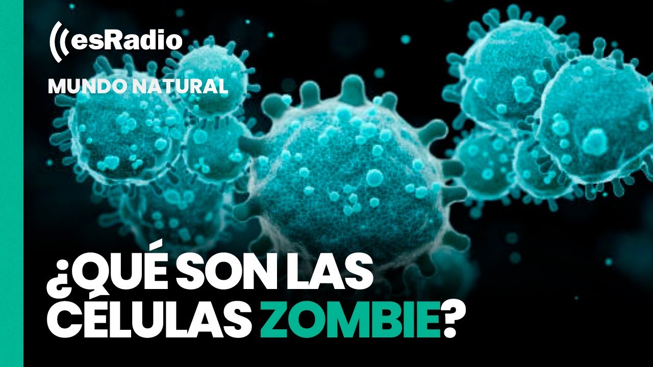 Mundo Natural: ¿Qué son las células zombie? - YouTube