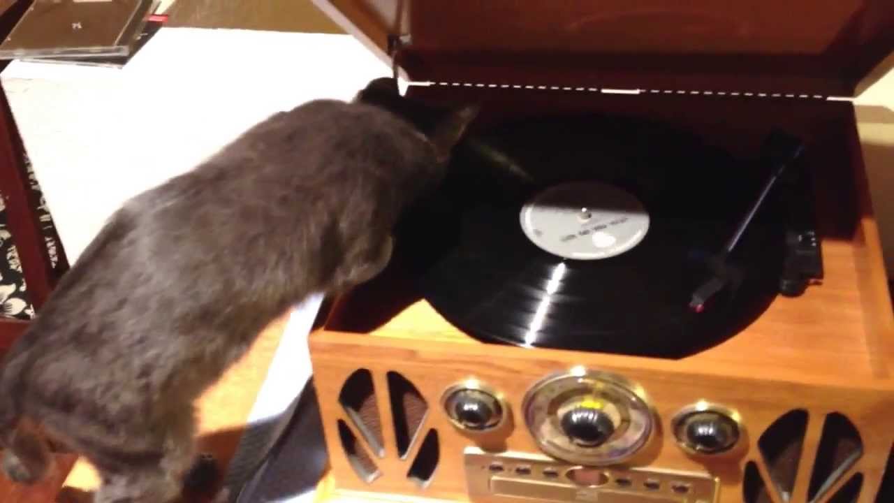 Kitten vs Record Player - YouTube