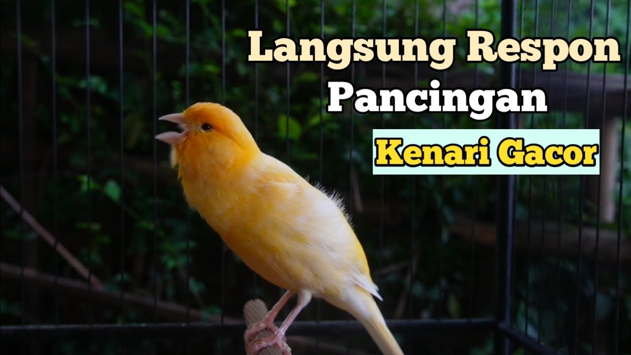 Kenari super gacor || Pancingan kenari paud belajar bunyi, cocok untuk ...