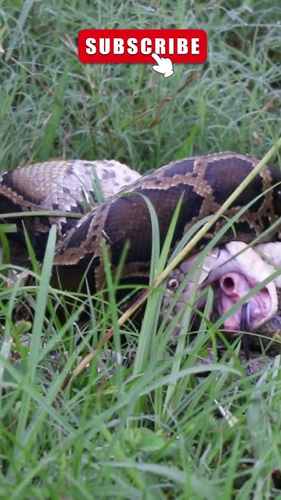 King Cobra Vs Python #snakevideo #snakefight #kingcobra #python - YouTube