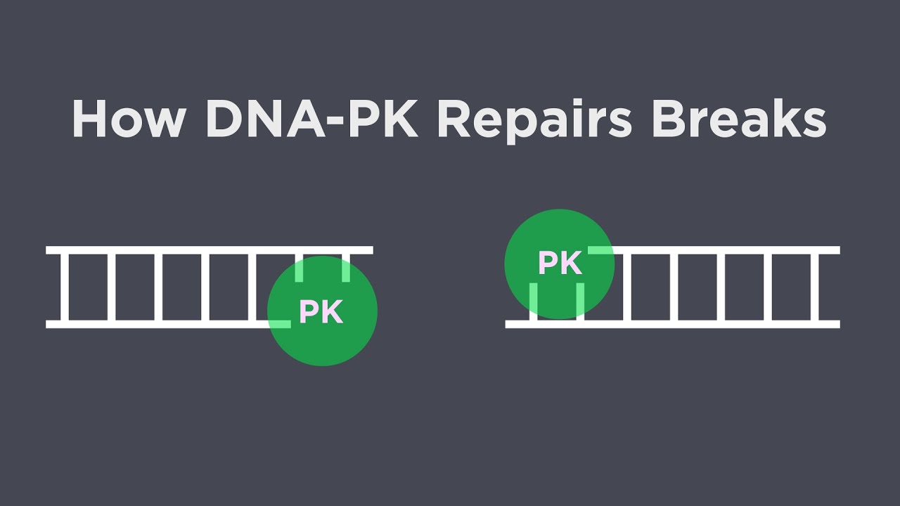 How DNA-PK Facilitates Repair from Double-Stranded DNA Breaks - YouTube