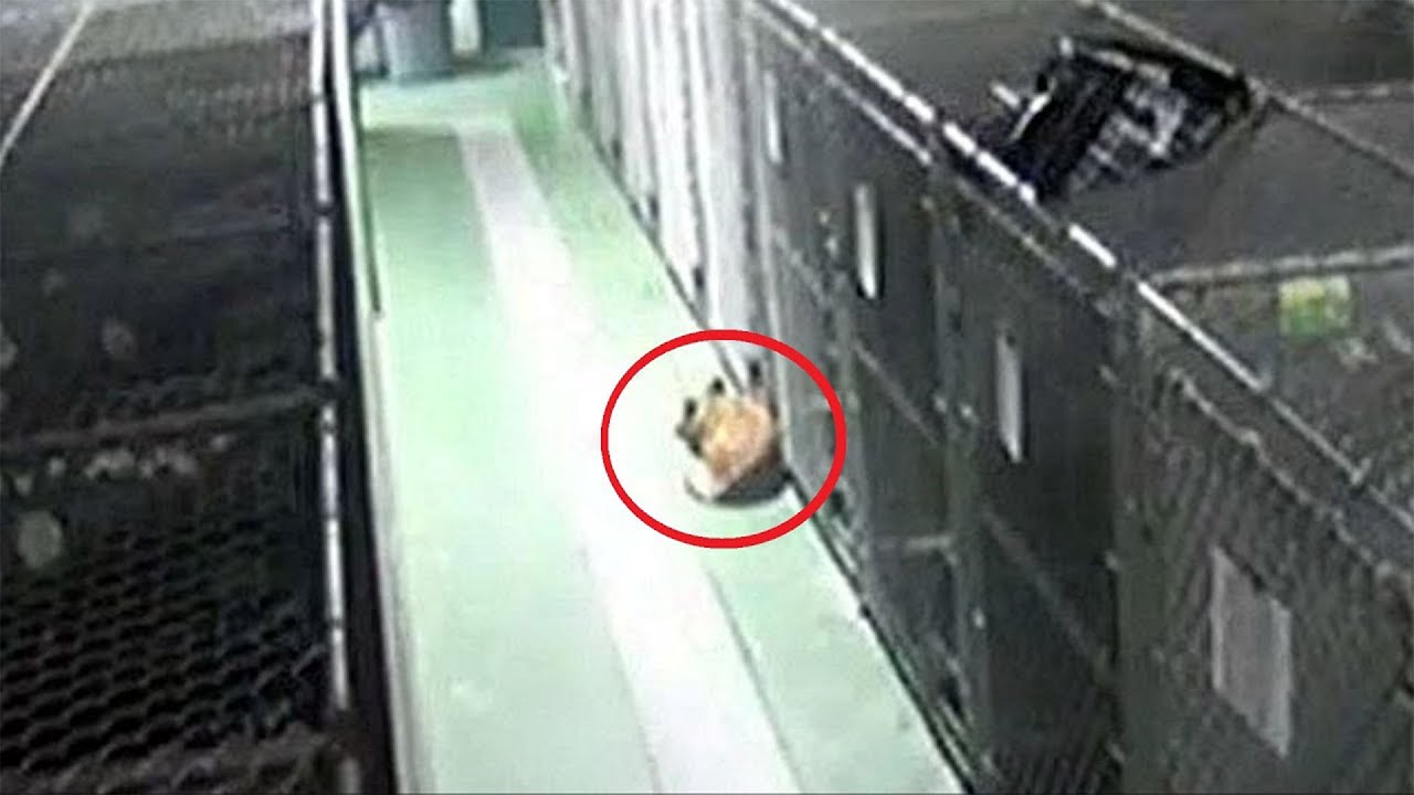 A Security Camera Captured a Strange Picture! The Shelter Workers were ...