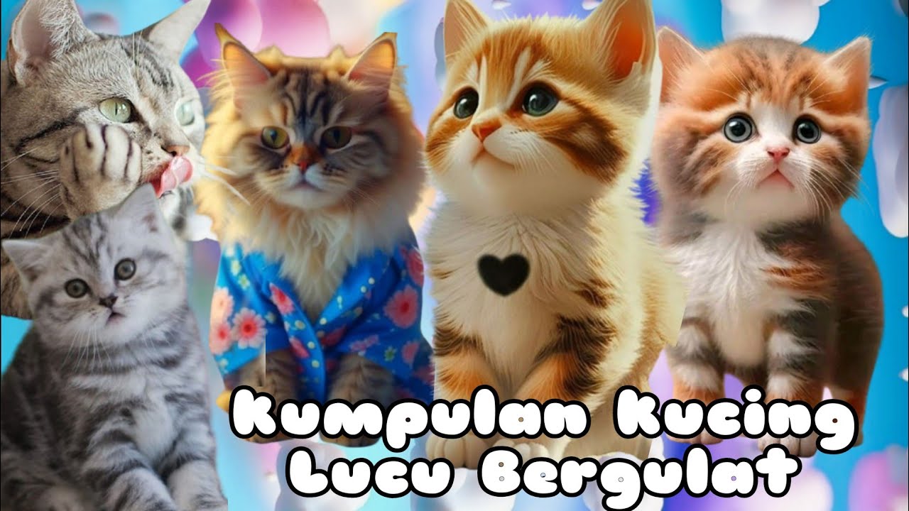 ĶUCING MEONG MEONG ‼️ KUMPULAN VIDIO KUCING LUCU ‼️ LAGU KUCING MEONG ...