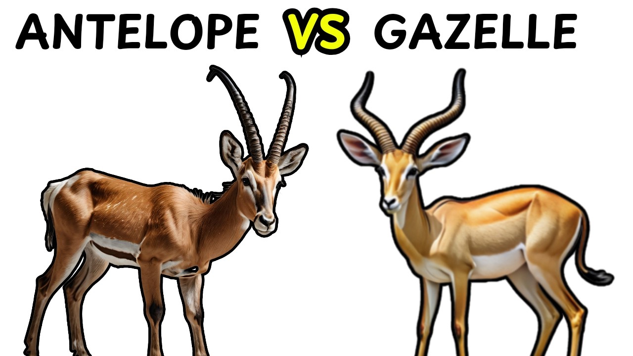 Antelope or Gazelle? Here’s How to Tell The DIFFERENCES In Seconds ...