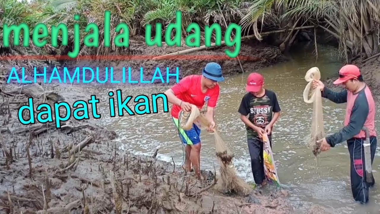 Menjala udang di desa Apung kabupaten Bulungan Kalimantan Utara - YouTube