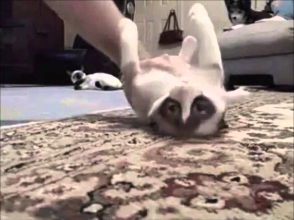 Hilarious cats doing crazy stuff - YouTube
