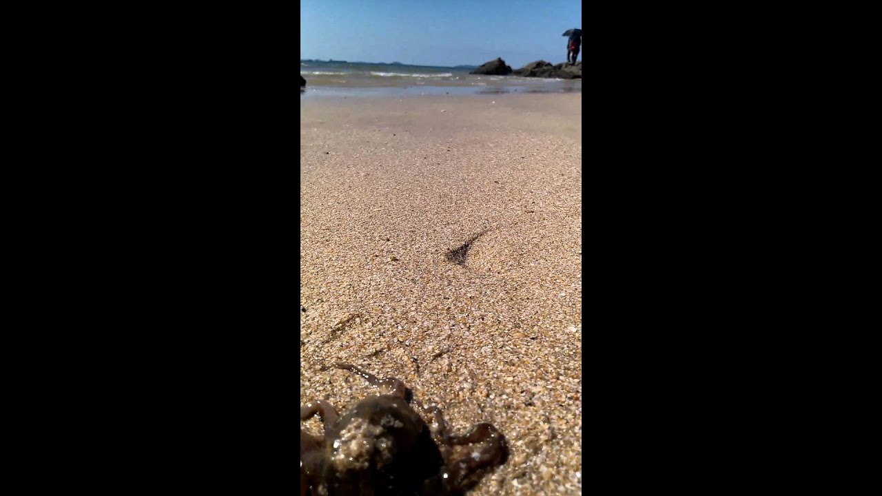 Webfoot octopus found at the seashore - YouTube