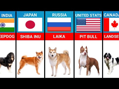Dog Breeds From Different Countries | Famous Dog Breeds From Different ...