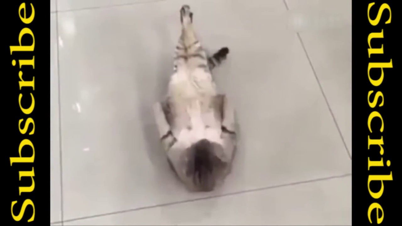 Cat doing abs - YouTube
