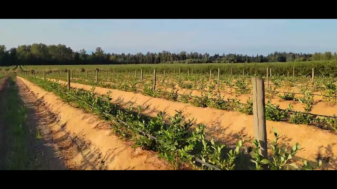 1st leaf calypso blueberry planting Langley BC - YouTube