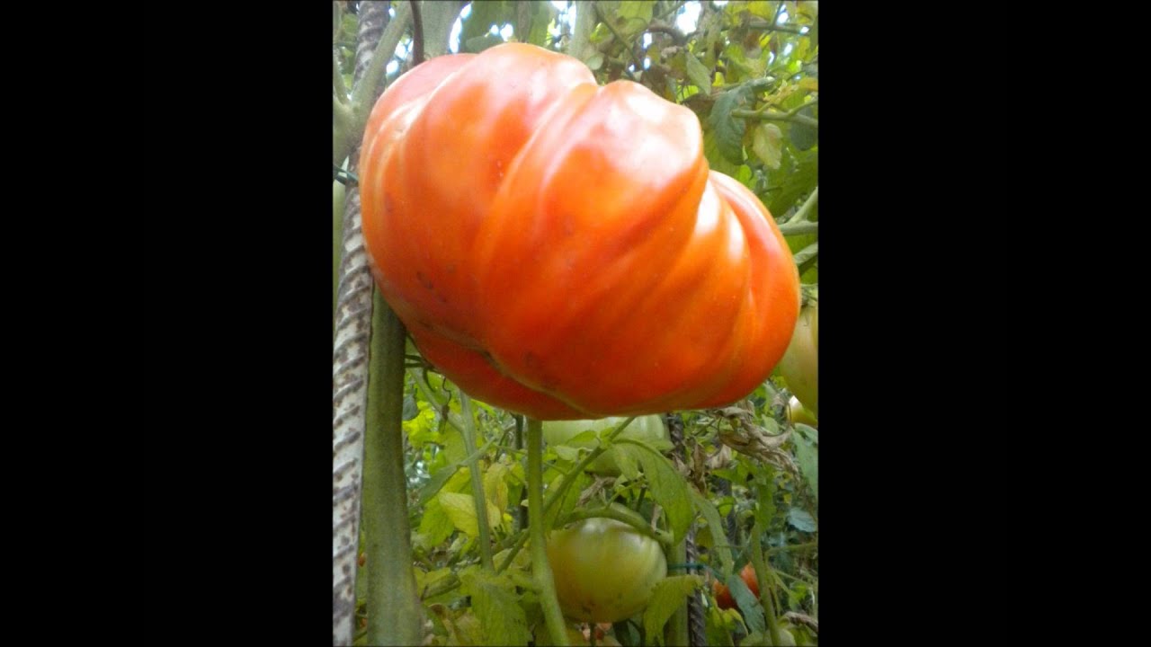Les plus grosses tomates - Francesco Rugari 06 - YouTube