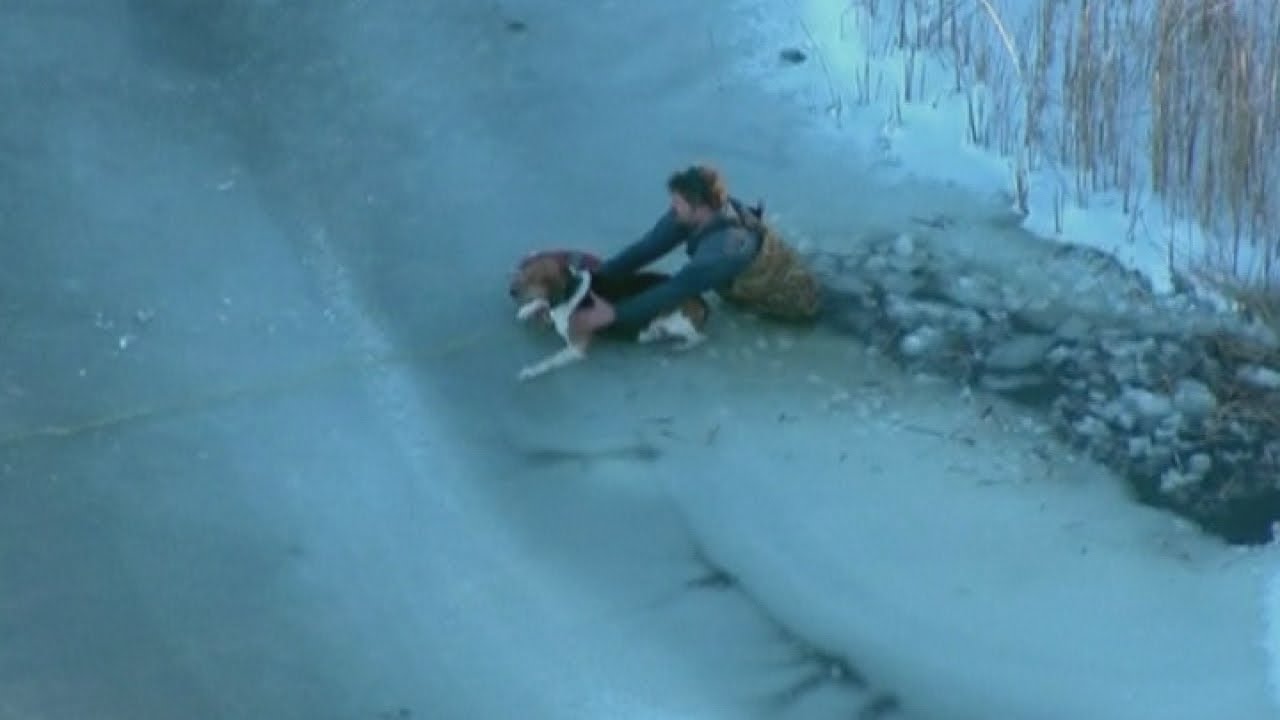 Dog stuck on ice saved by rescuers in Michigan - YouTube