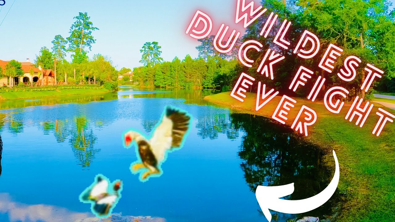 INSANE Duck FIGHT - INTENSITY MAGNIFIED #duck #wildlife #fight - YouTube