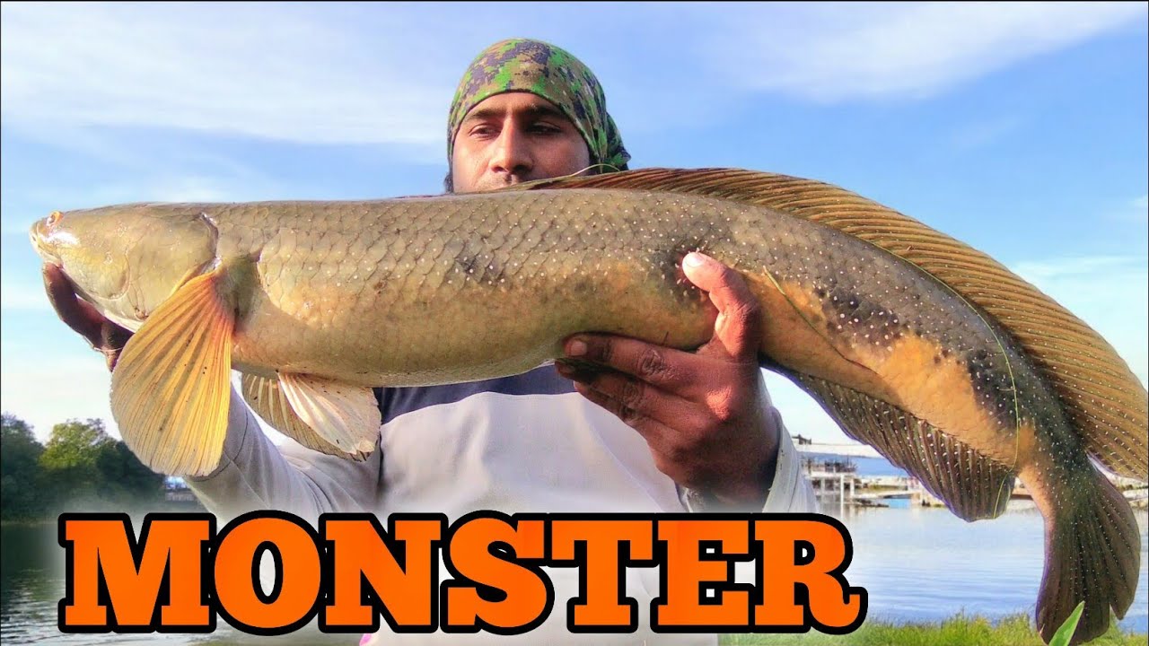 Monster SNAKEHEAD FISHING - YouTube