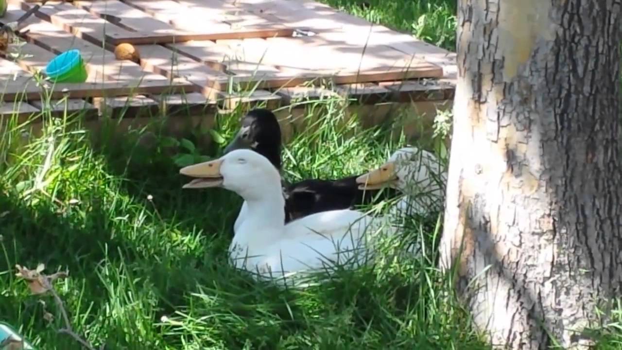 Laughing Duck - YouTube