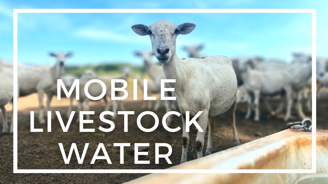 Mobile Livestock Watering System | HOMESTEADING FOR BEGINNERS | SELF ...