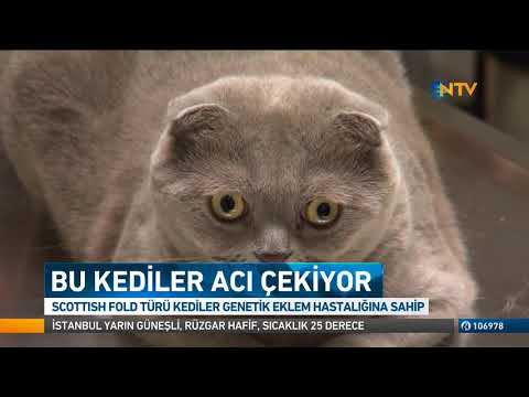 Acı Çeken Kediler Scottish Fold (Atakent Veteriner)