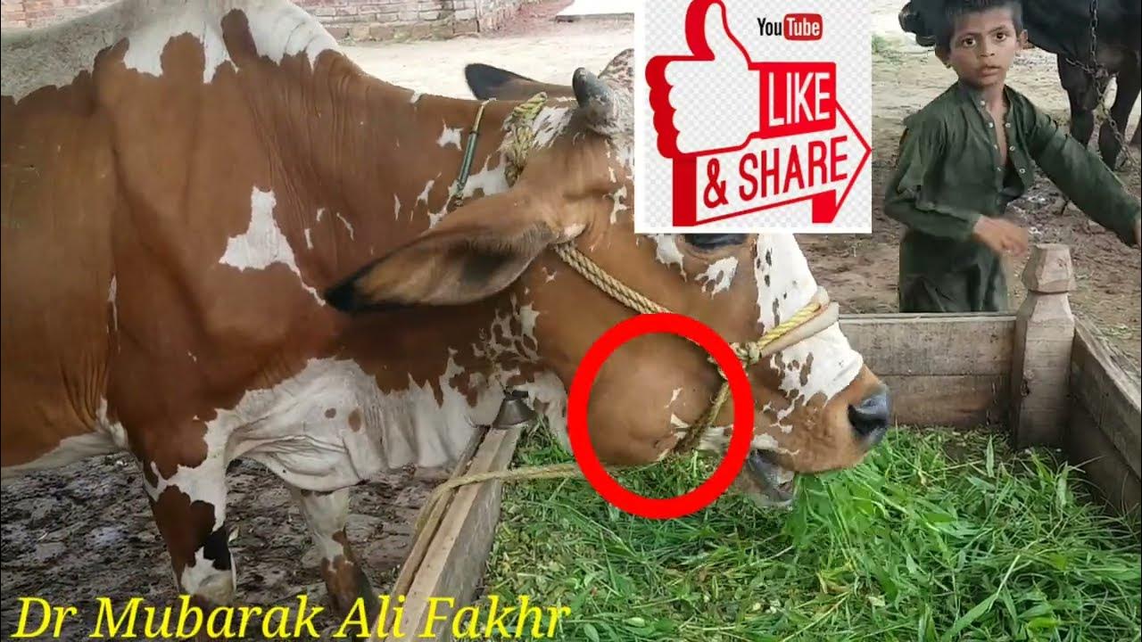 Abseces in cow || Lumphy Jaw/actinobacillus in cow || Dr.Mubarak Ali Fakhr - YouTube