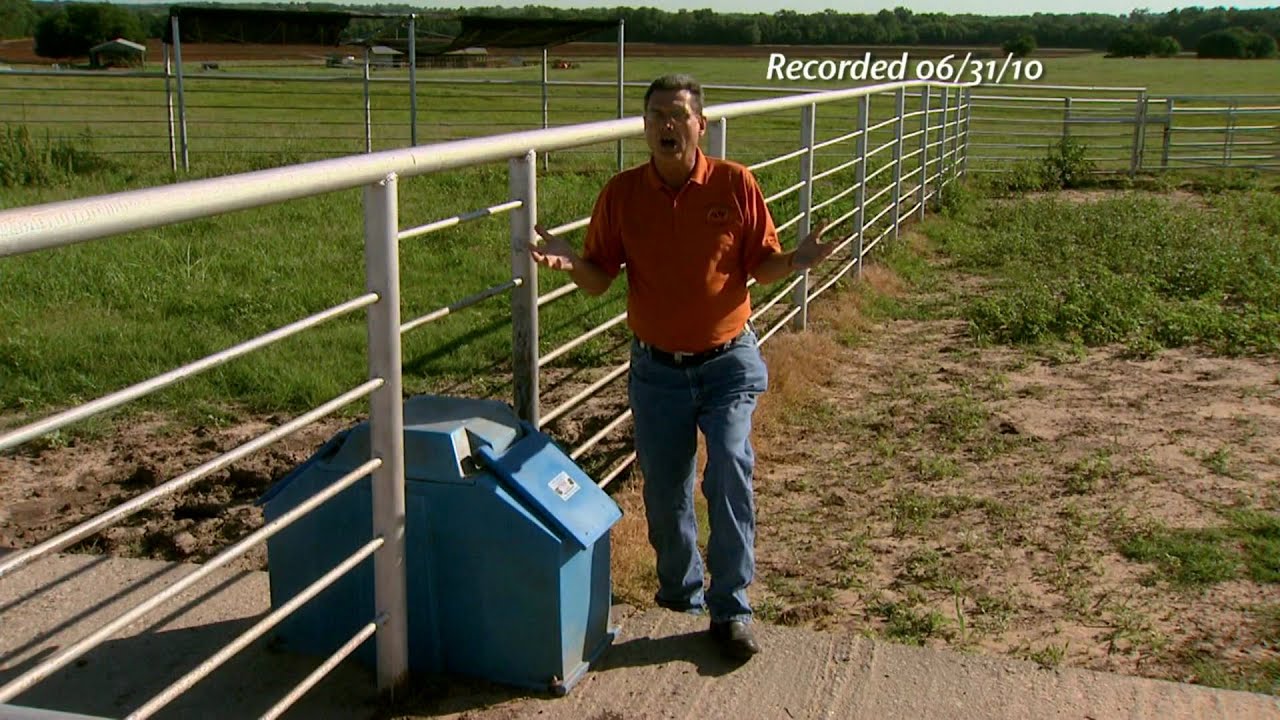 Cow-Calf Corner: Beef Production Tips - YouTube