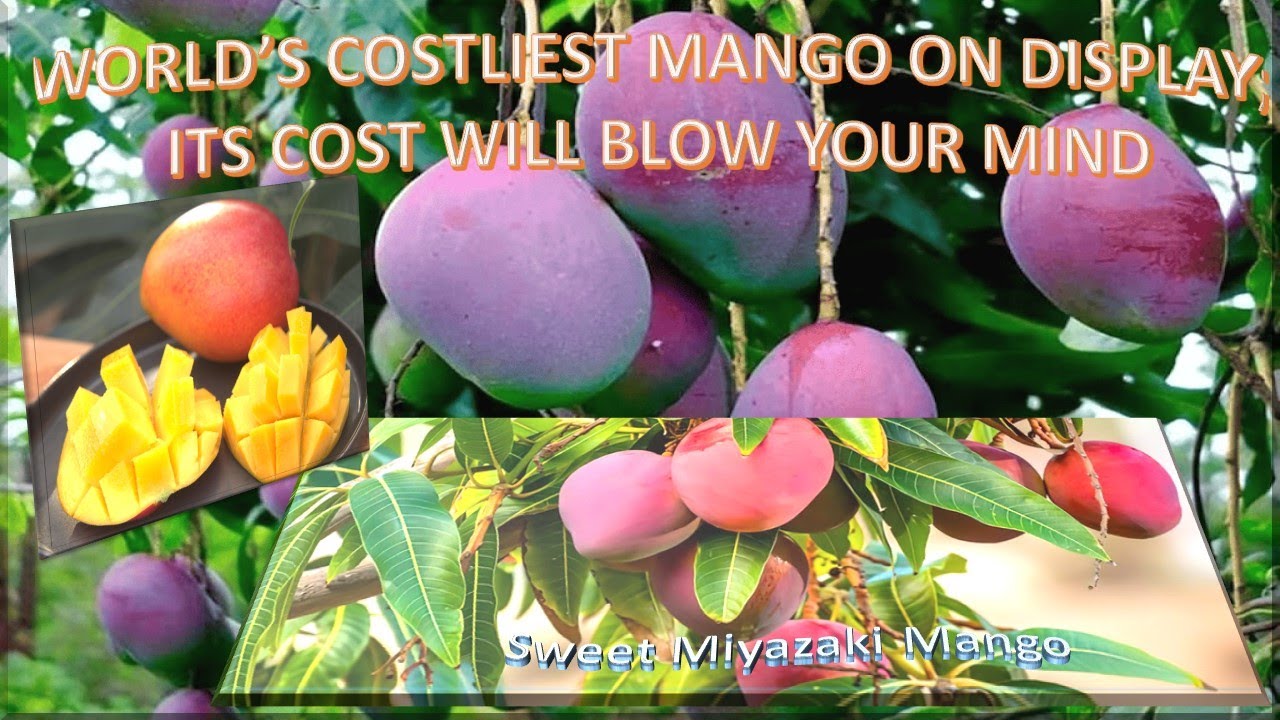 Miyazaki, world’s most expensive mango found IN Saudi Arabia - YouTube